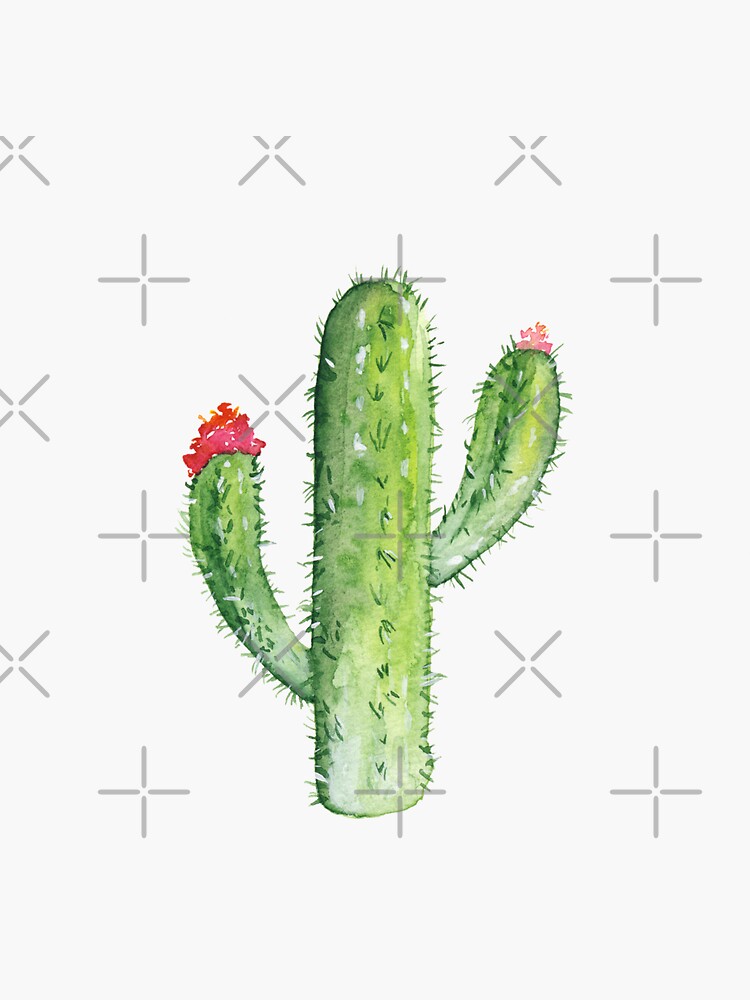 "Flowering Saguaro Cactus" Sticker by laurajanekirton | Redbubble