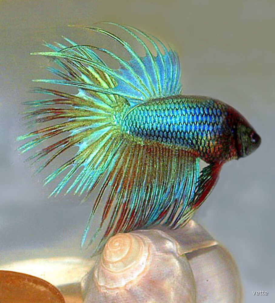 "Fan Tail Betta Fish" by vette | Redbubble