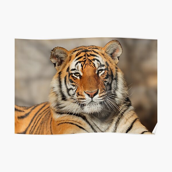 Save The Tiger Posters | Redbubble