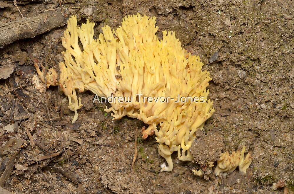 "Yellow Coral Fungus - Ramaria sp." by Andrew Trevor-Jones | Redbubble