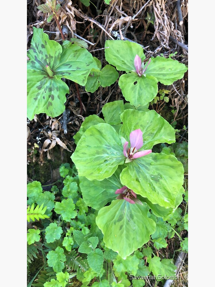 "pacifica " Sticker by SavannahSolomon | Redbubble