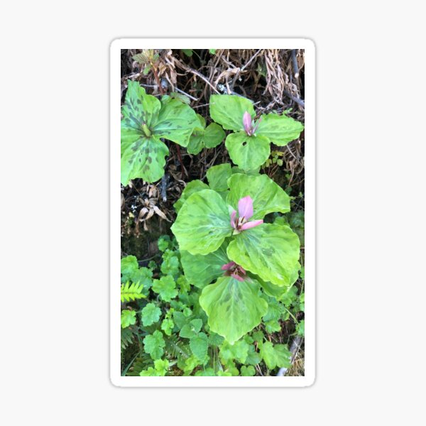 "pacifica " Sticker by SavannahSolomon | Redbubble