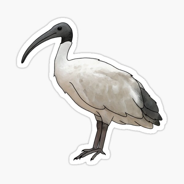 "Bin Chicken" Sticker by Meowmaddie | Redbubble