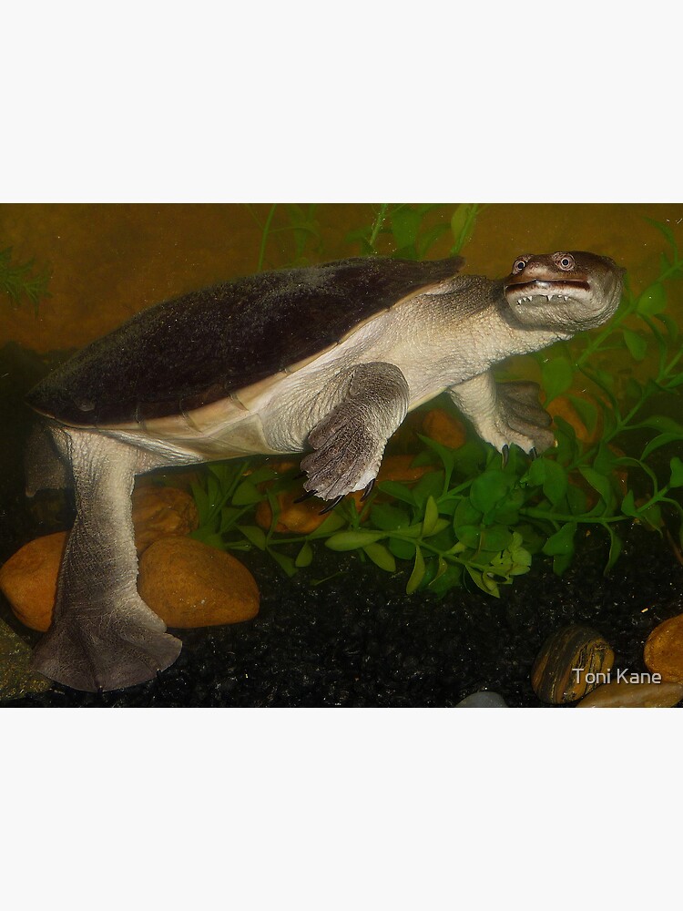 "Long-necked Turtle from Western Australia,(Oblong Turtle), "Full Body ...