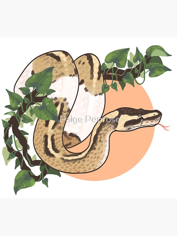 "Ball Python on a Vine" Poster by starrypaige | Redbubble