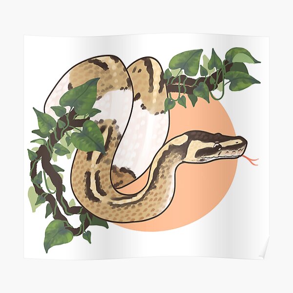 "Ball Python on a Vine" Poster by starrypaige | Redbubble