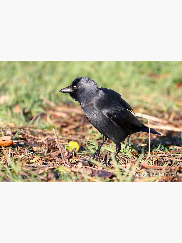 "Get my good side" Sticker for Sale by GreyFeatherPhot | Redbubble