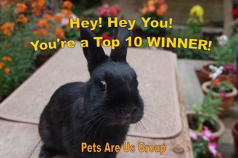 "Pets Are Us Feature Banner" by Kassey Ankers | Redbubble