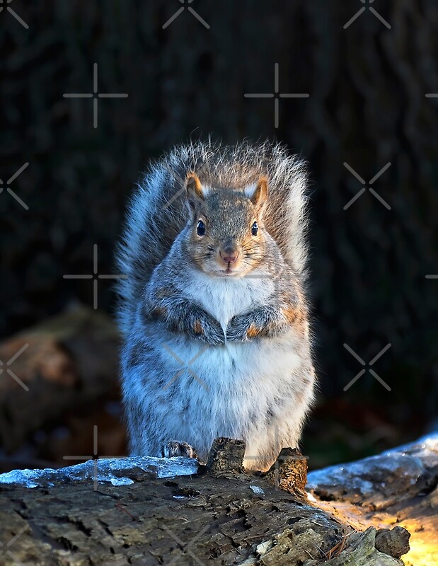 "Grey Squirrel in winter light" by Jim Cumming | Redbubble