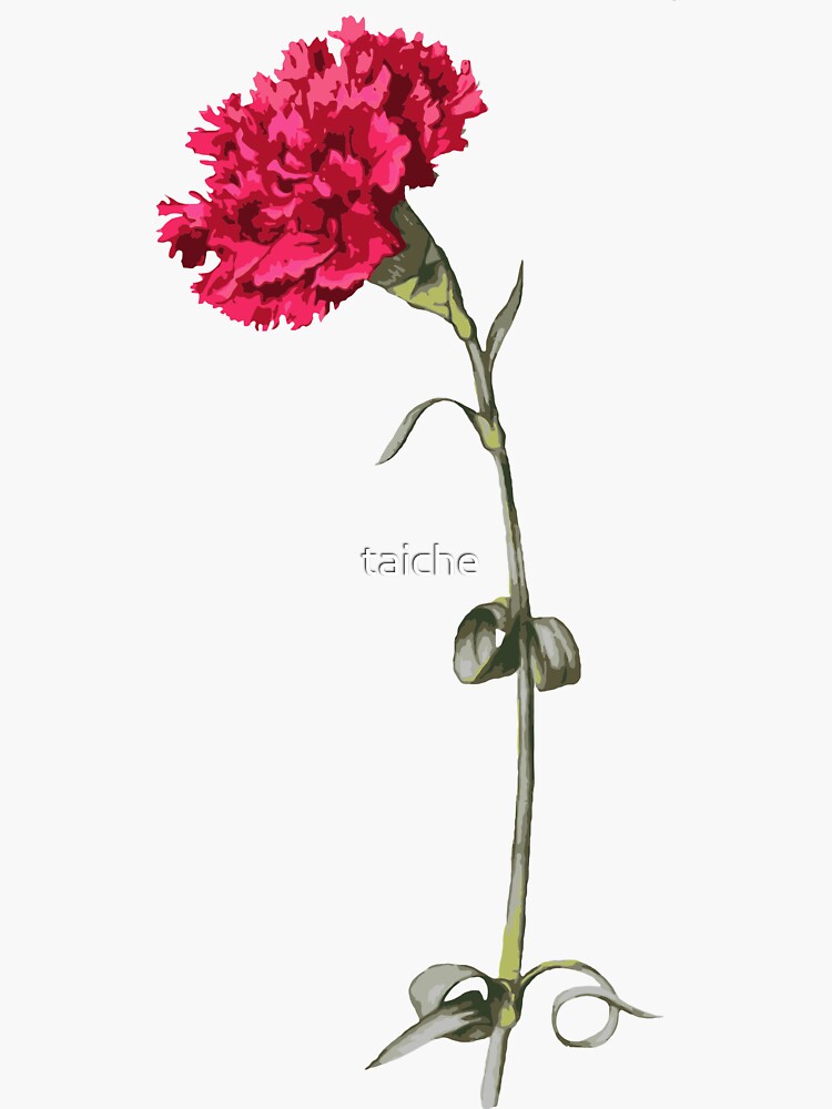 "Single Stem Red Carnation Isolated" Sticker for Sale by taiche | Redbubble