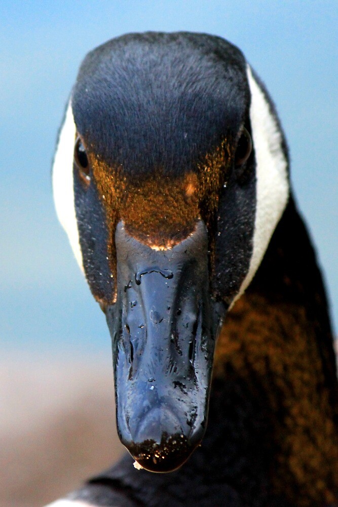 "Duck's stare" by Bernardo Trindade | Redbubble