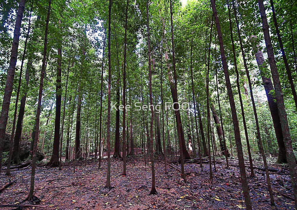 "Hosnies Fresh Water Spring Mangroves" by Kee Seng FOO | Redbubble