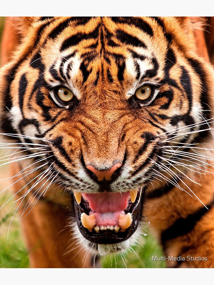 "Snarling Bengal Tiger" Poster for Sale by Multi-Media | Redbubble