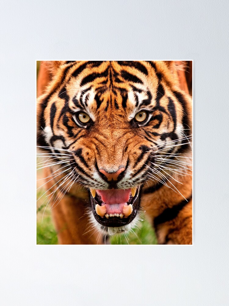 "Snarling Bengal Tiger" Poster for Sale by Multi-Media | Redbubble