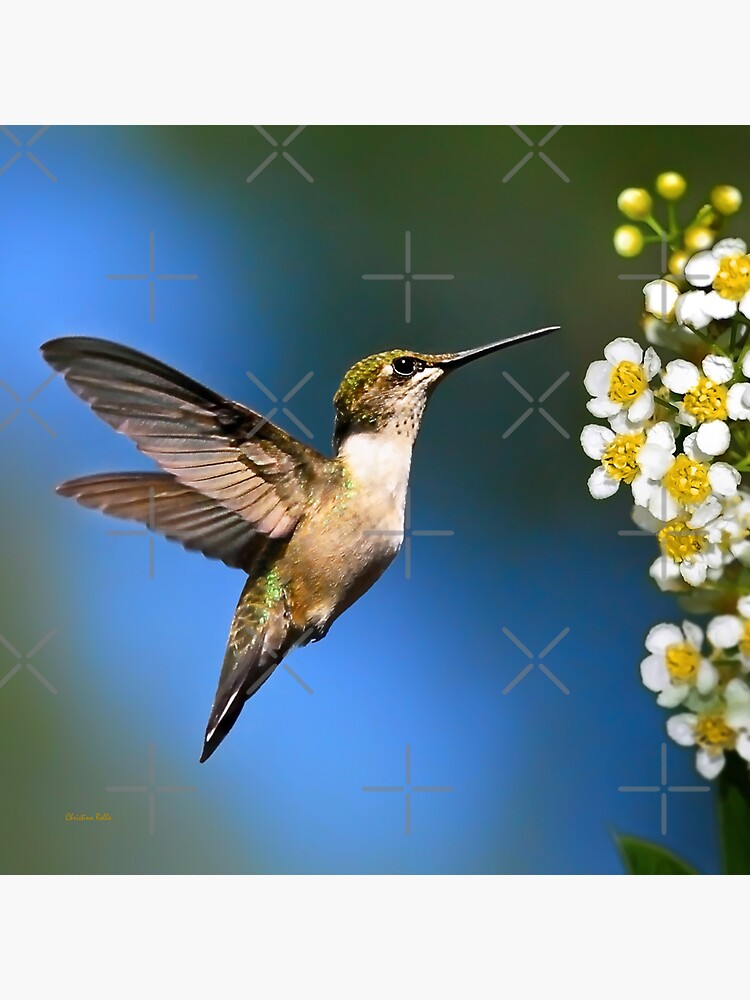 "Hummingbird Square" Sticker for Sale by rollosphotos | Redbubble