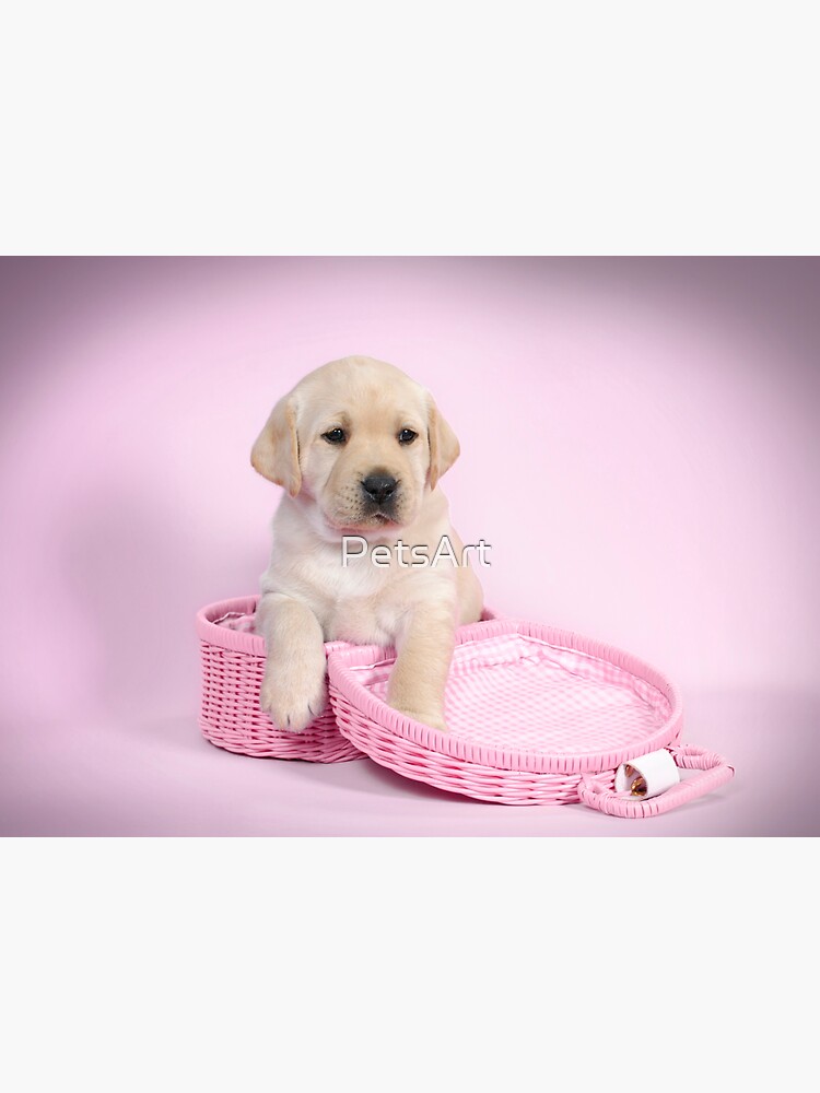 "Pink lab" Sticker for Sale by PetsArt | Redbubble