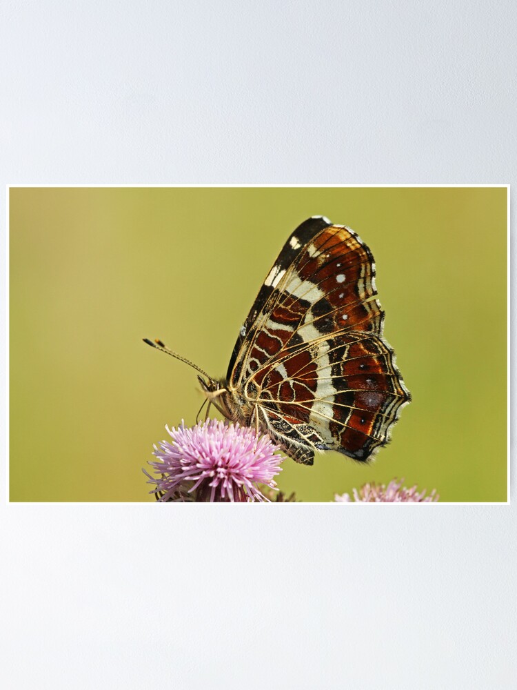 "The Map Butterfly" Poster for Sale by Hawker | Redbubble