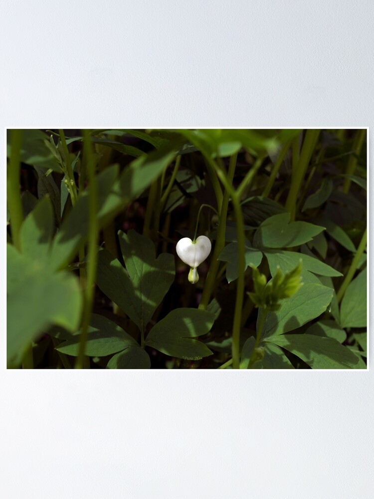 "Pure Heart" Poster by soulestial | Redbubble