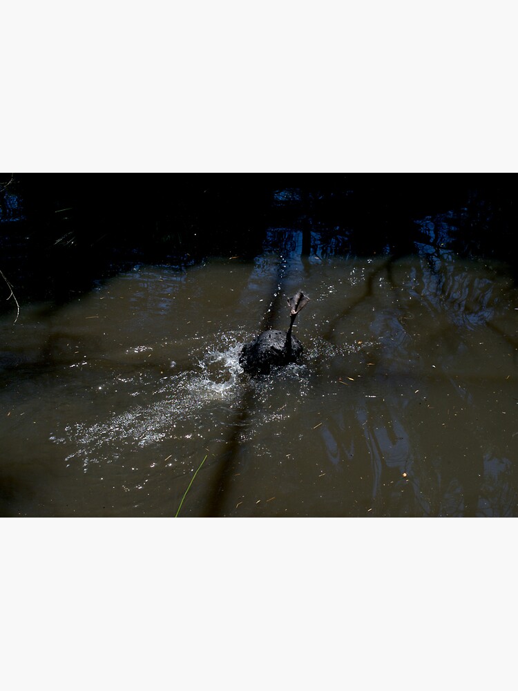 "Swan Dive" Sticker by GP1746 | Redbubble