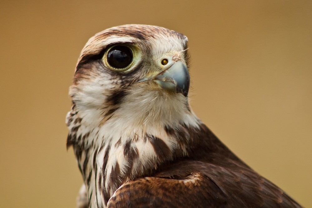 "Lanner Falcon Portrait" by TerryPatrick | Redbubble