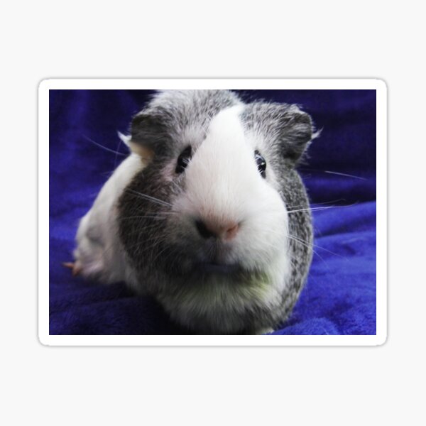 "Nose boop pig" Sticker by xaxuokxenx | Redbubble