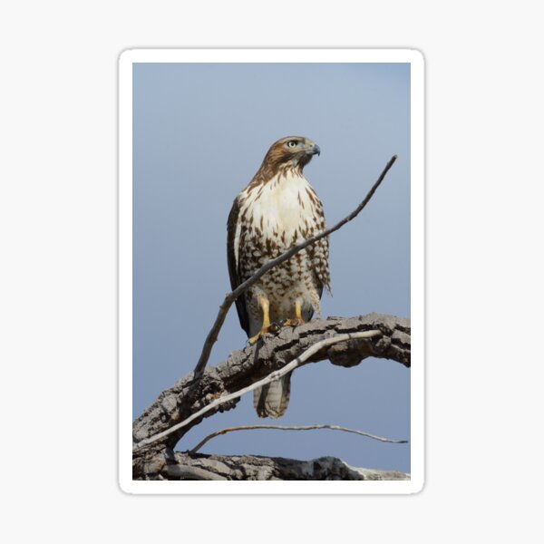 "Red Tailed Hawk" Sticker for Sale by Merrimon | Redbubble