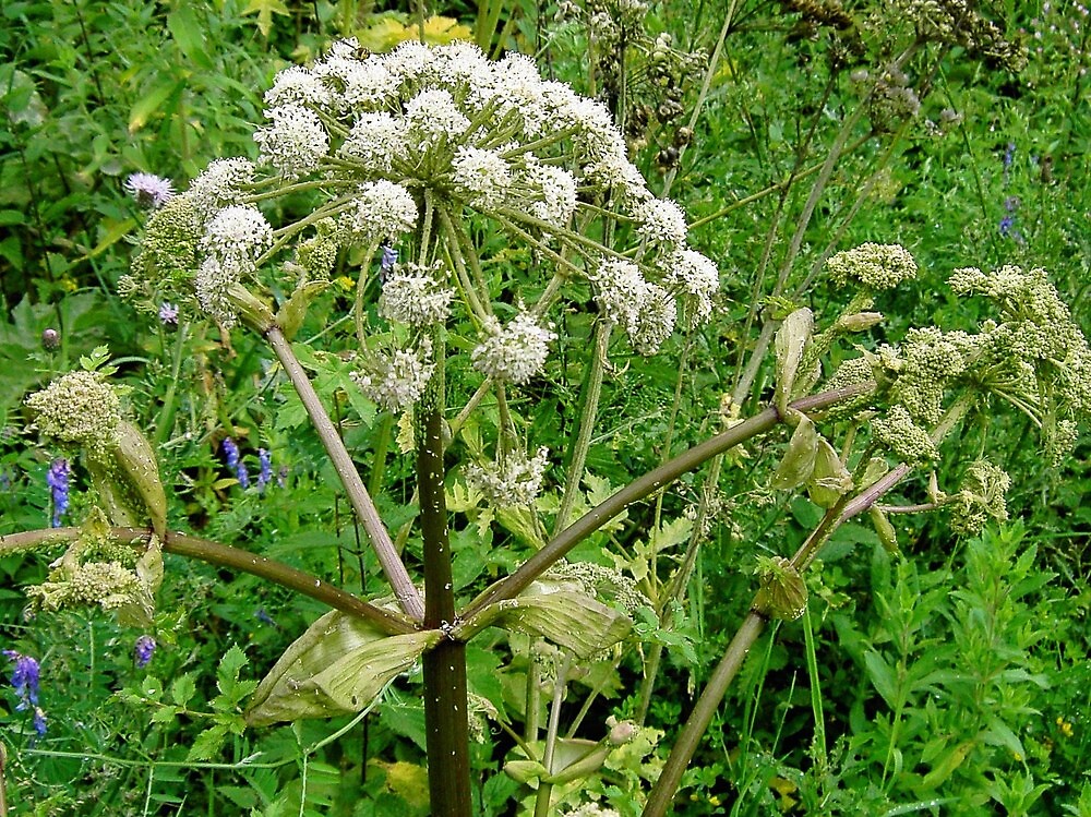 "Wild angelica flower head" by DAL LIPTROT | Redbubble