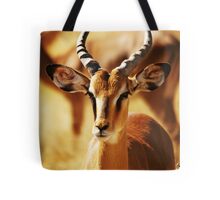 "Springbok" by Matthew Pugh | Redbubble