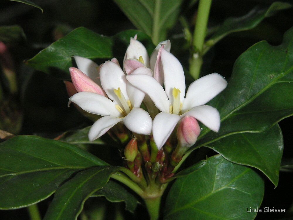 "Mitriostigma axillare flowers also called African Gardenia" by Linda ...