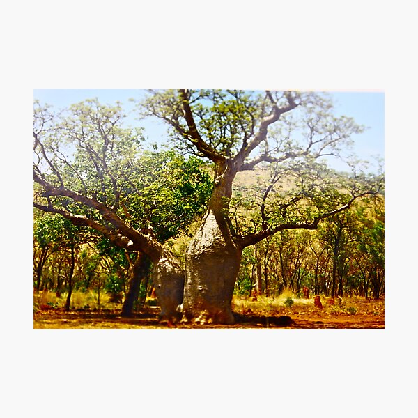 Boab Tree Photographic Prints | Redbubble