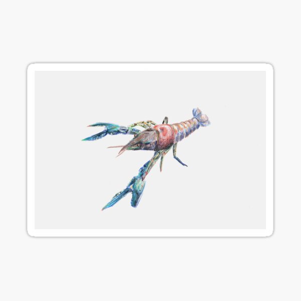 "Crayfish" Sticker for Sale by jettmarc | Redbubble