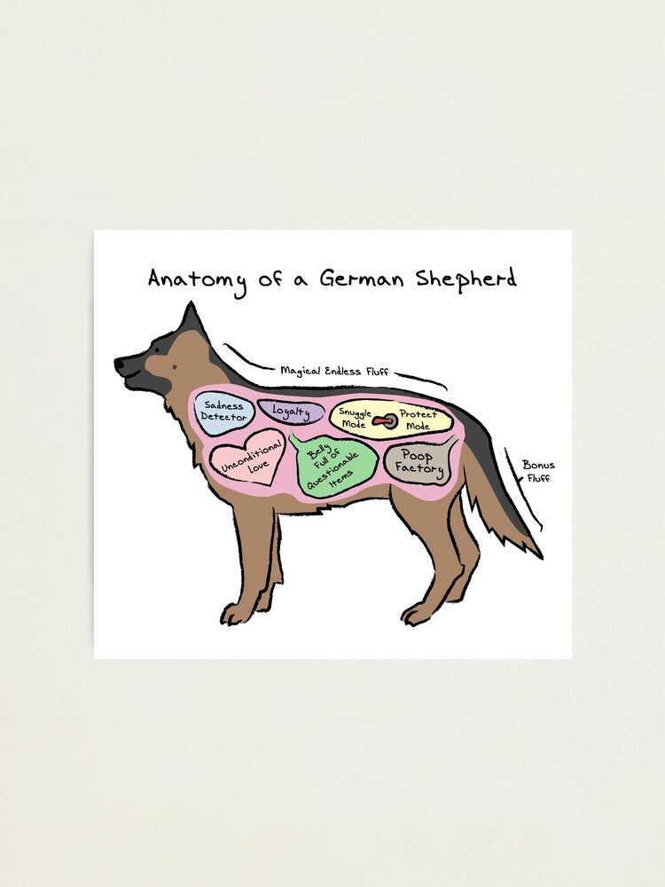 "Anatomy of a German Shepherd" Photographic Print for Sale by ...