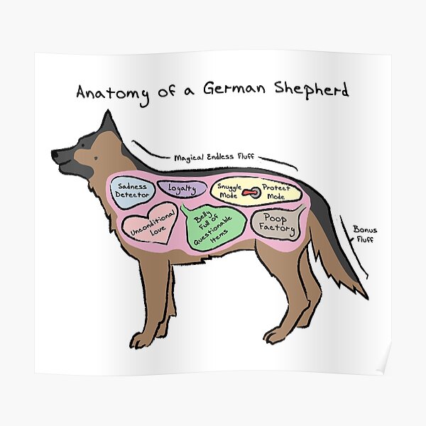 "Anatomy of a German Shepherd" Poster by MommySketchpad | Redbubble