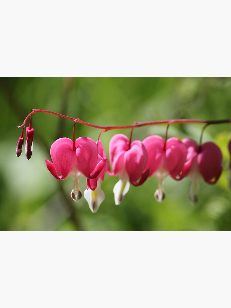 "red bleeding hearts, soft background" Poster for Sale by DlmtleArt ...