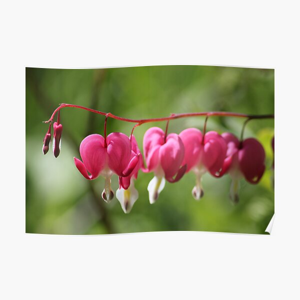 "red bleeding hearts, soft background" Poster for Sale by DlmtleArt ...