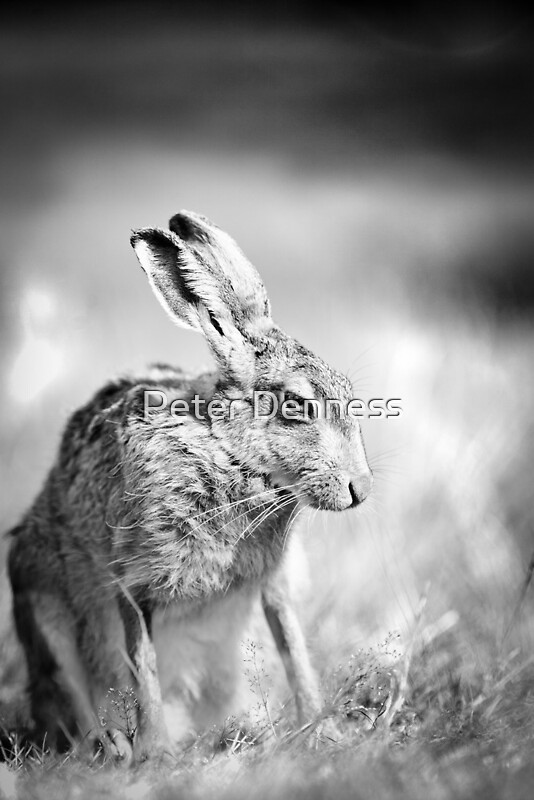 "Moon Hare" by Peter Denness | Redbubble