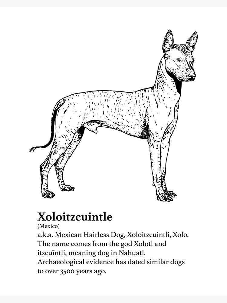 "Xoloitzcuintle" Art Board Print by canis-mundi | Redbubble