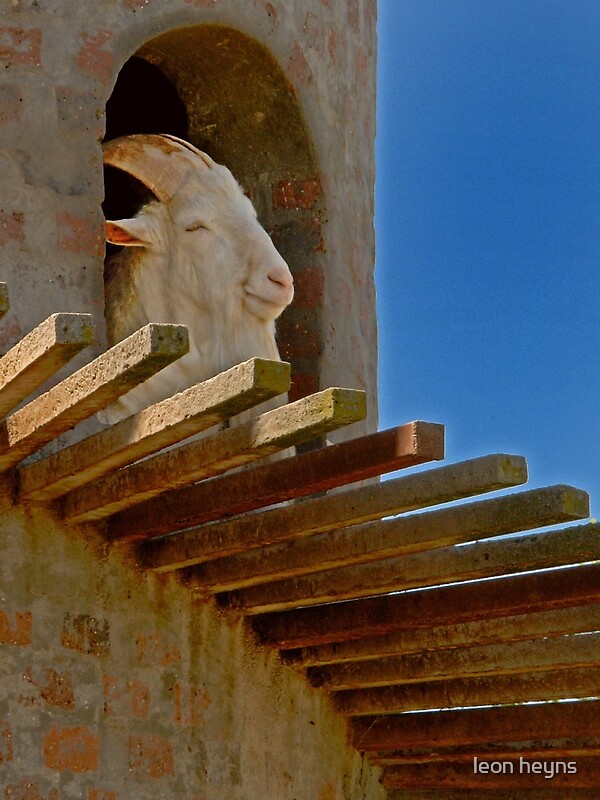 "Goat in Tower" by Leon Heyns | Redbubble