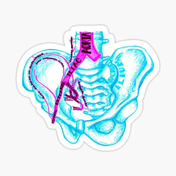 "Vessels of the Pelvis" Sticker for Sale by hansonsanatomy | Redbubble