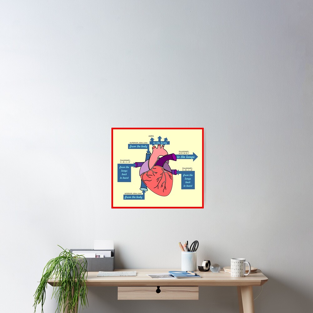 "Blood Flow Through the Heart: Cardiology Study Sheet Nursing Stickers ...