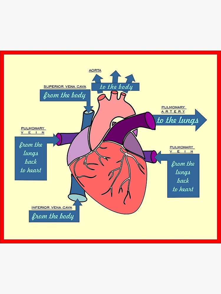 "Blood Flow Through the Heart: Cardiology Study Sheet Nursing Stickers ...