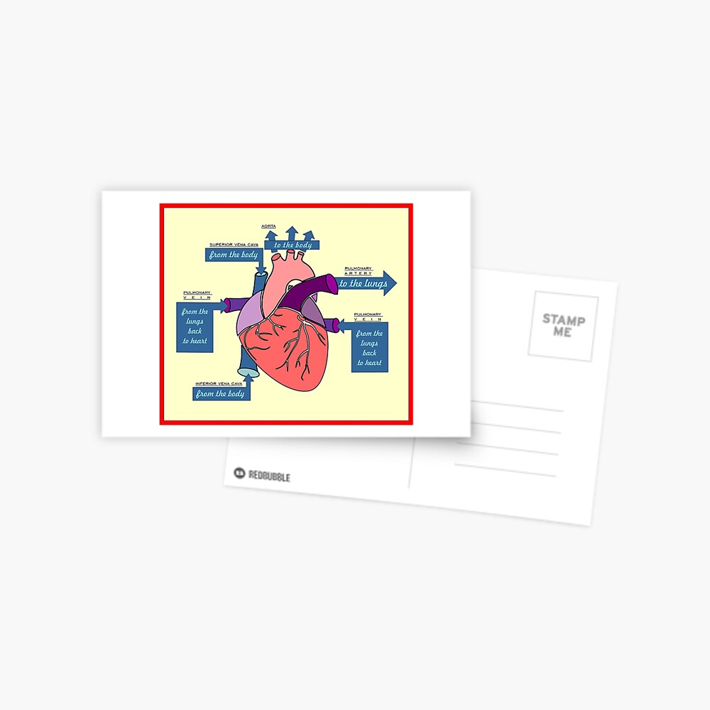 "Blood Flow Through the Heart: Cardiology Study Sheet Nursing Stickers ...