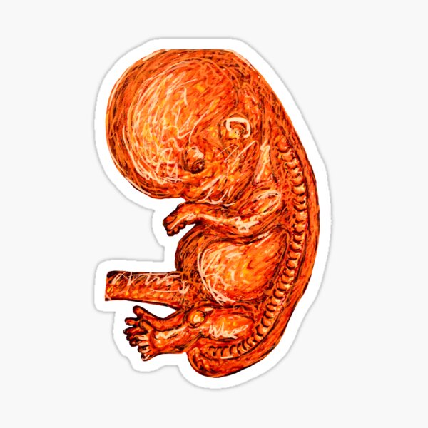 "Embryo" Sticker by hansonsanatomy | Redbubble