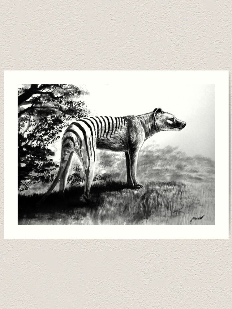 "Thylacine" Art Print for Sale by cherishart | Redbubble