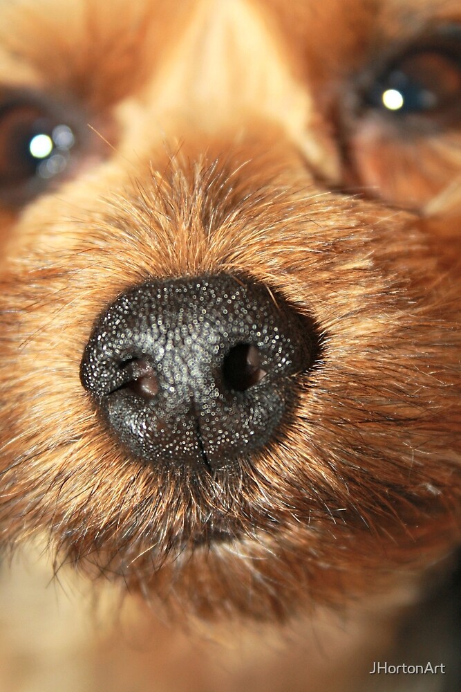 "Yorkie Nose" by JHortonArt | Redbubble