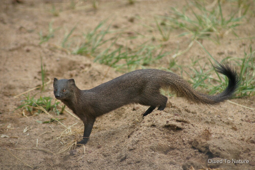 "Manyara mongoose" by Owed To Nature | Redbubble