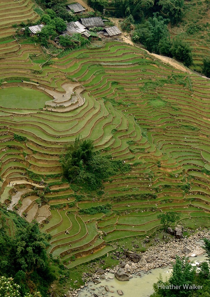 "Rice Paddies of the Dzay Tribe" by Heather Walker | Redbubble