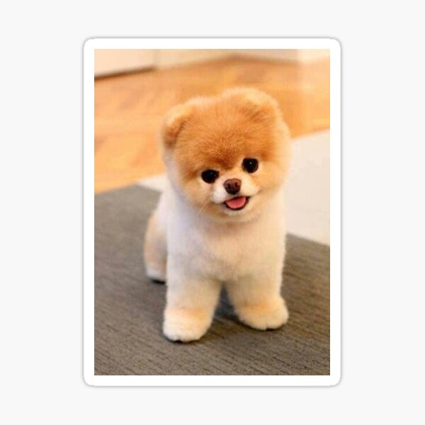 Sticker « Chien Boo », par CodingBee33 | Redbubble