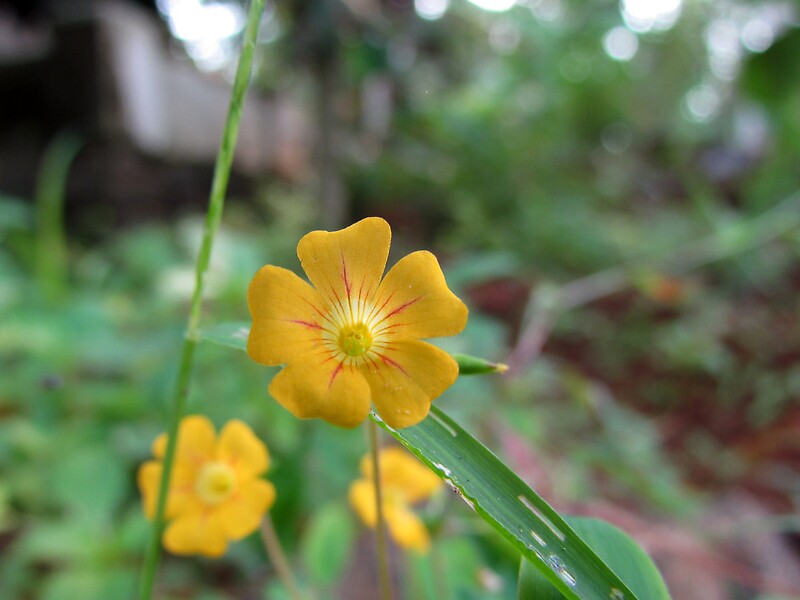 "Mukkutti flowers." by Shiju Sugunan | Redbubble