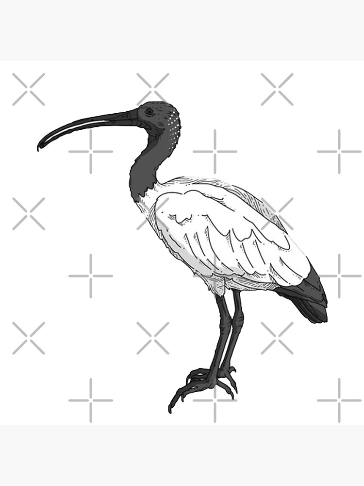 "Australian Bin Chicken" Photographic Print for Sale by FmlRedbub ...